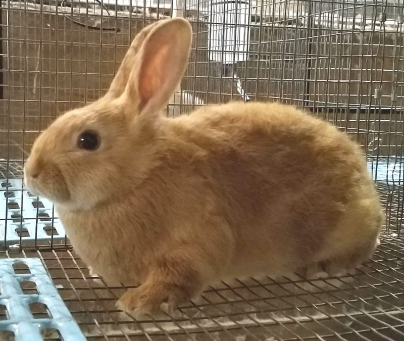 New Zealand Red Buck – 7 weeks old | Range Creek Ranch